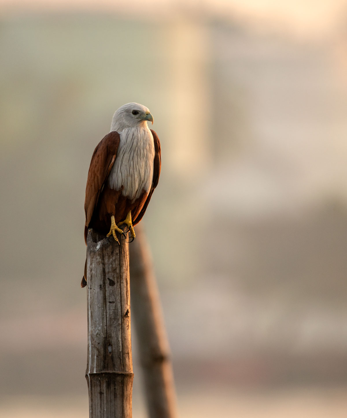 Birding in South India – Wayfarer's Tales