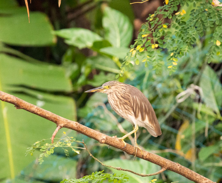 Birding in South India – Wayfarer's Tales